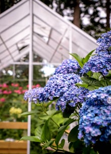 The Journey to Building My Dream Greenhouse
