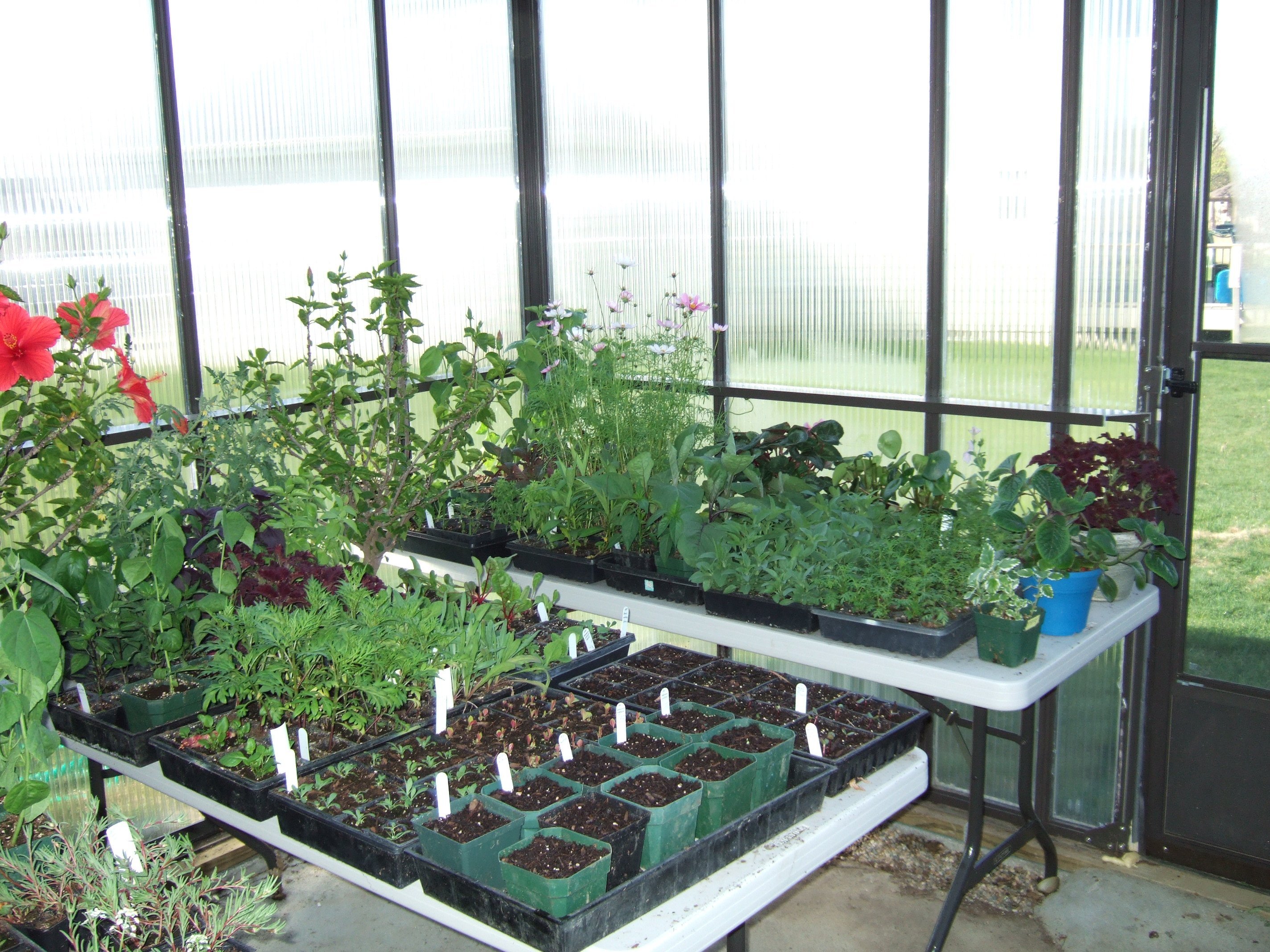 How to Grow More & Spend Less? Budget-Friendly Greenhouse Gardening