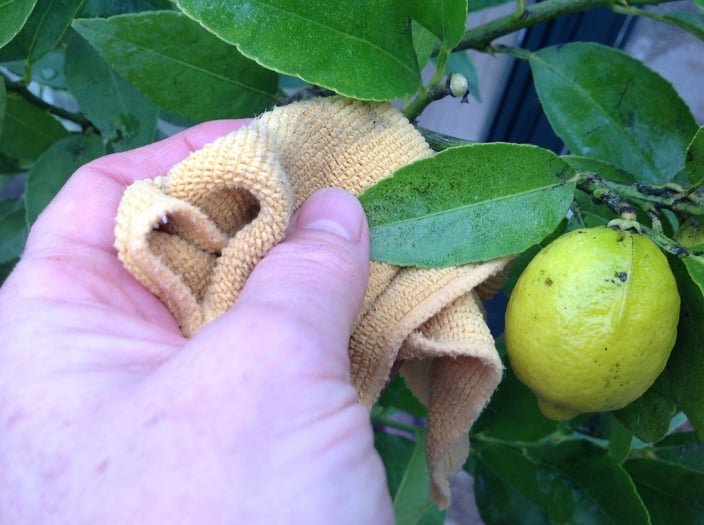 What Are the 5 Strategies for Reducing Mold and Fungus Problems in ...